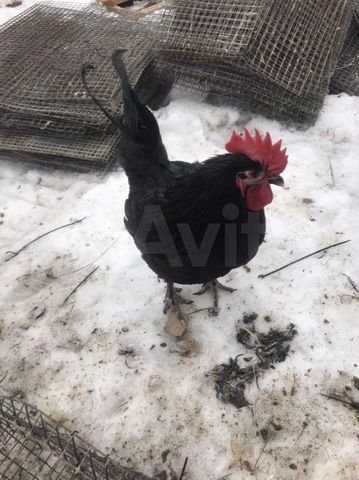 Петухи Черные,Красные,Белые,Цветные,Куры Несушки