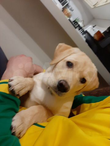 Лабрадор золотой ретривер