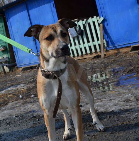 Пит в добрые руки