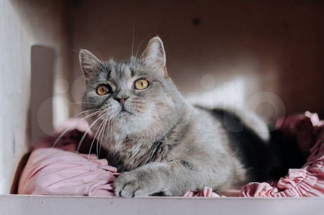 Марфуша в Добрые и ответственные руки