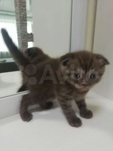 Шотландская вислоухая кошка