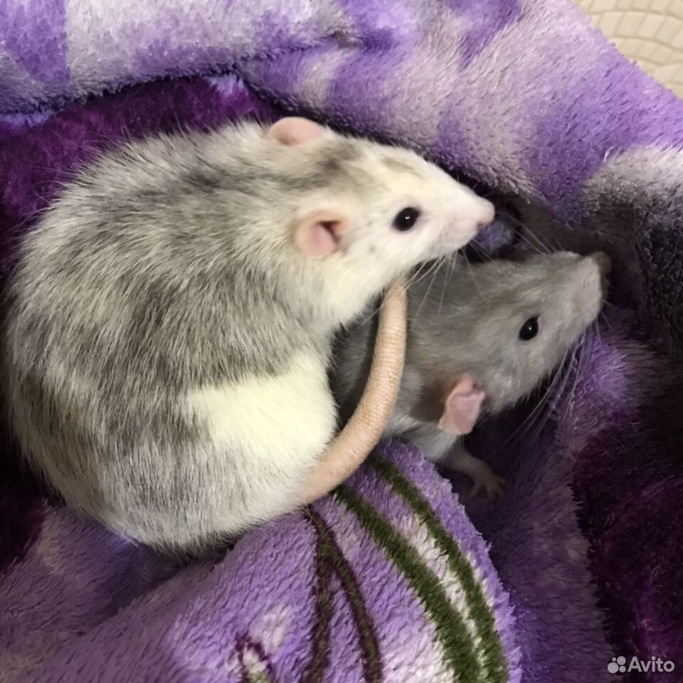 Декоративные крысы