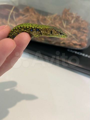 Скальная ящерица