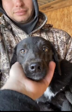 Щенок в добрые руки бесплатно