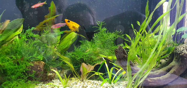 Аквариумные рыбки
