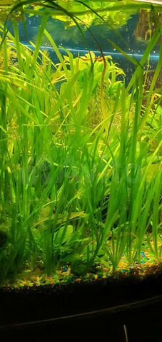 Аква растения. Эхинодорус / Валлиснерия/ Анубиас