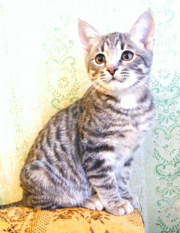 Кузнечик - мальчик для любви и ласки (4 мес.)