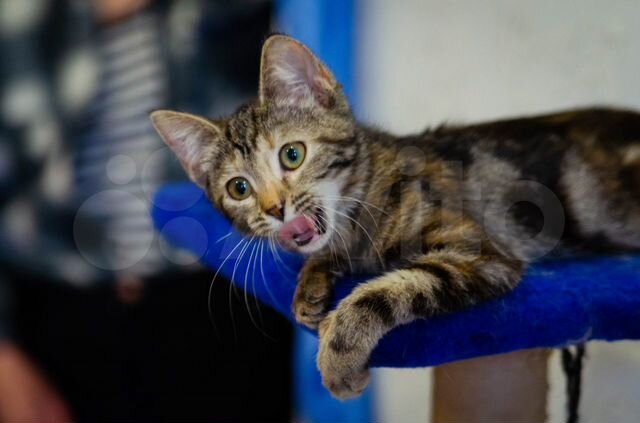 Чудесный котенок-девочка, 3 мес