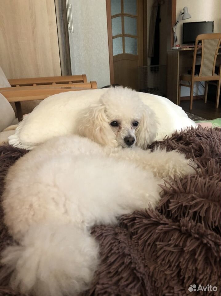 Пудель в добрые руки