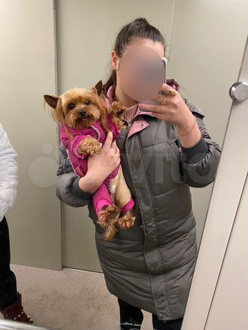 Йоркширский терьер мини девочка