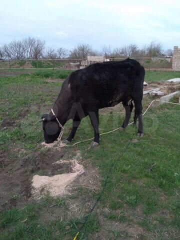 Корова дойная