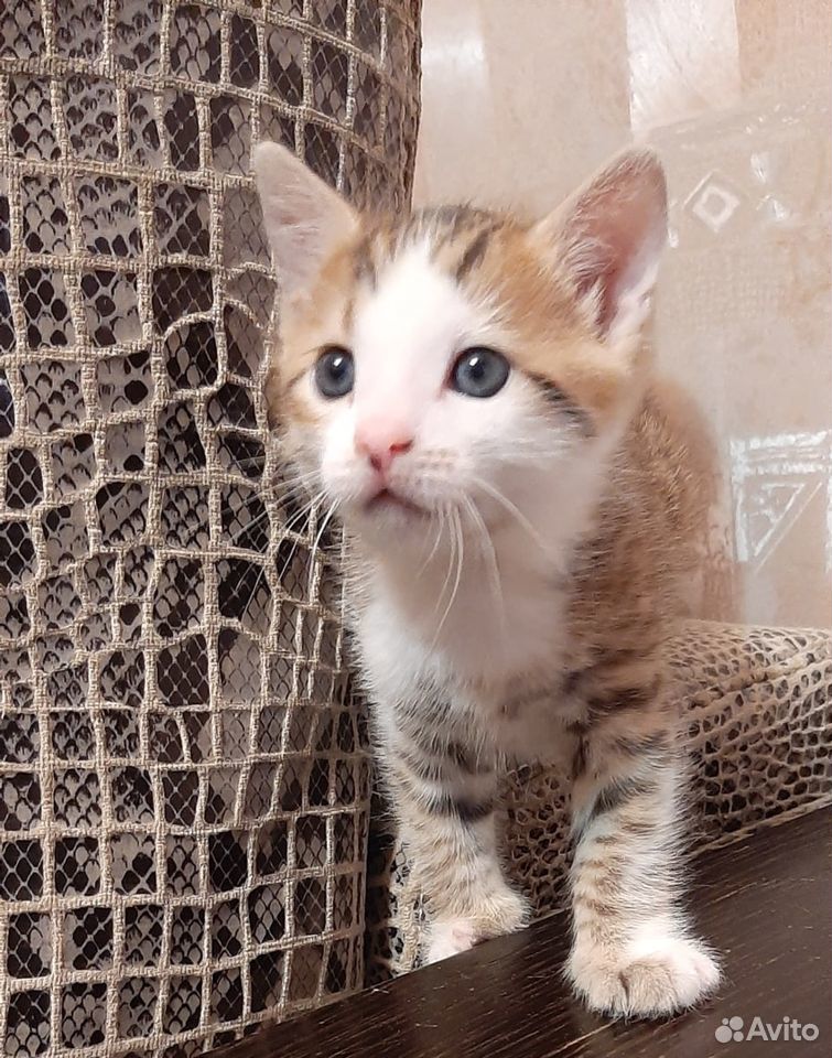 Бандит. Замечательный котенок в добрые руки