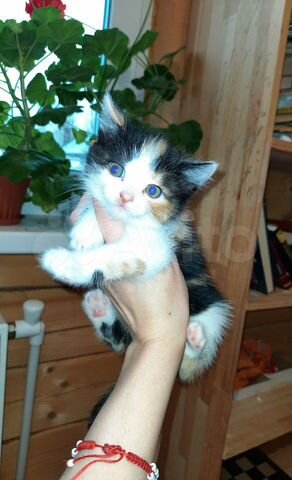 Пушистые котята