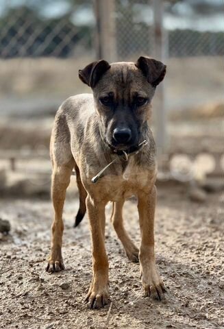 Щенок Эльба в добрые руки