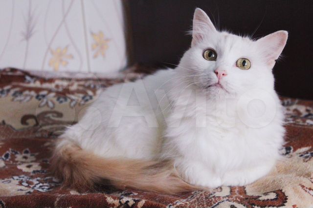 Джульетта ангорочка