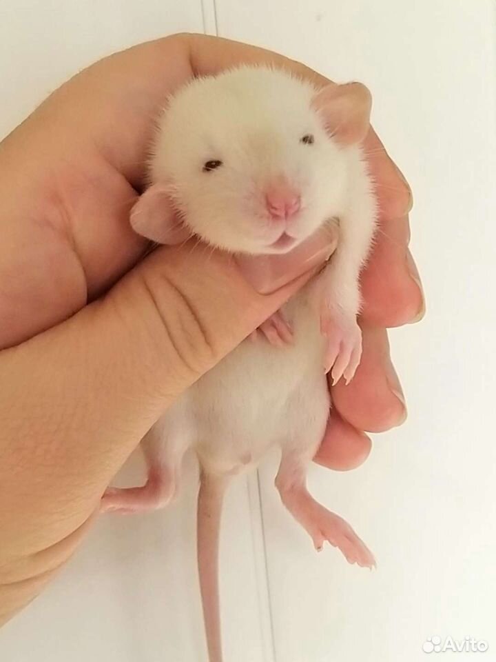 Крысята дамбо домашнего разведения