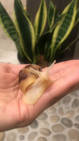 Улитки ахатины ретикулята альбино