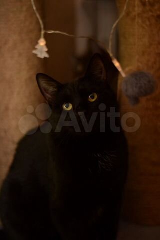 Котик Маркиз 1,5 года