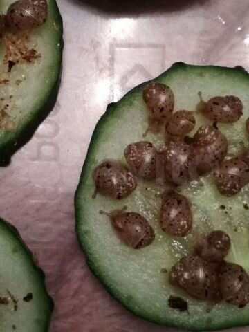 Улитки Ахатины