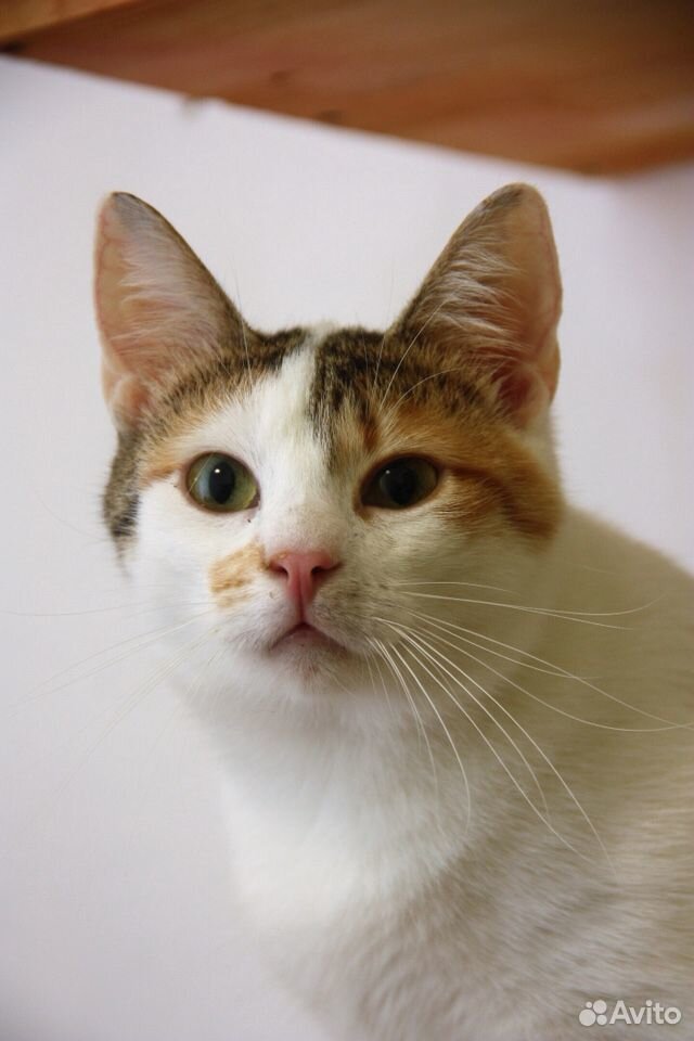 Кошечка Умка