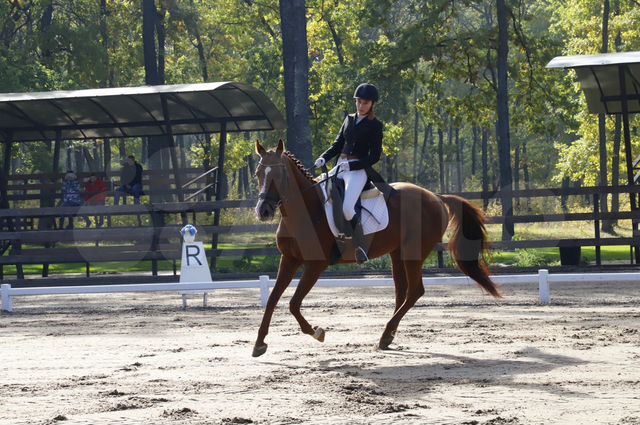 Продам спортивную лошадь