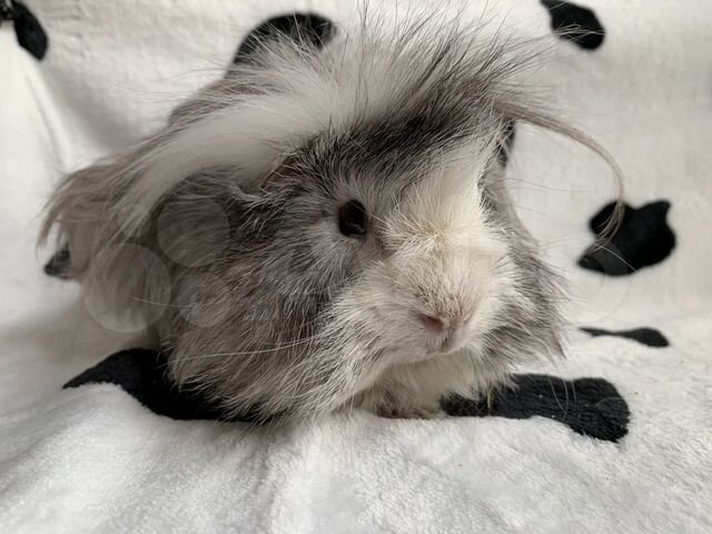 Морская свинка перуанец красавчик