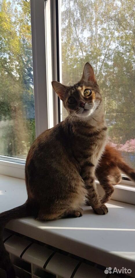 Кошка метиска абиссинской 1,5года Анфиса
