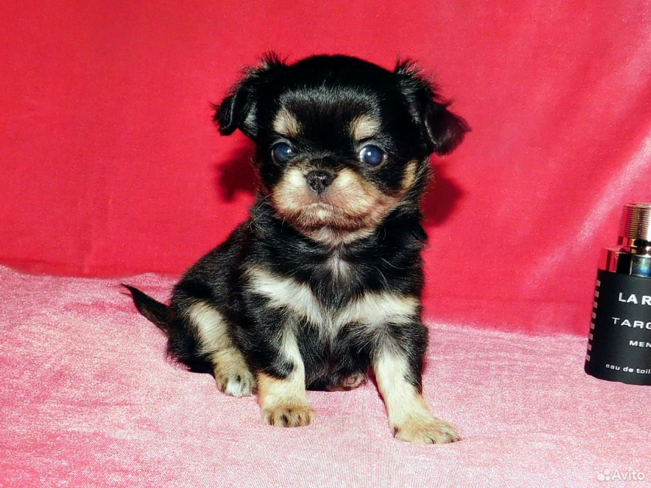 Гоша-мальчик чихуахуа