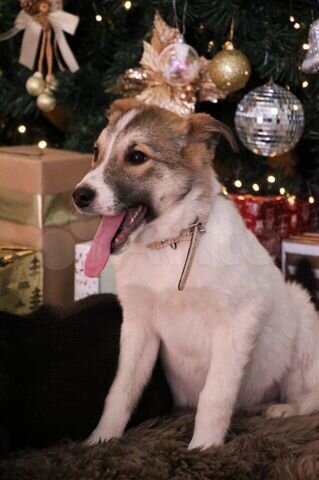 Щенок-девочка Тоня ищет хозяина. В хорошие руки