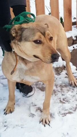 Стешка - добрая, воспитанная