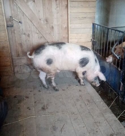 Продам кабана