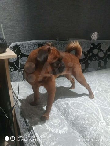 Пти брабансон