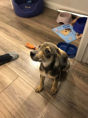 Щенок смесь той терьера и пинчера