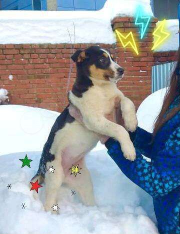 Щенок Герда