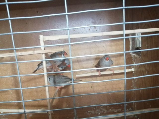 Птица амадинка