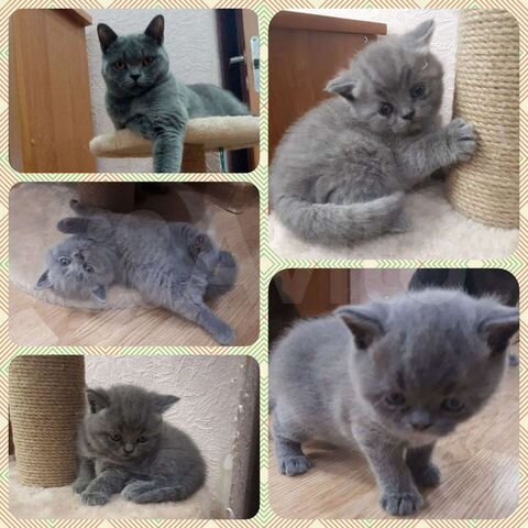 Британские котята