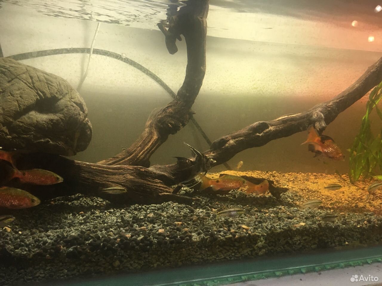 Огненный барбус