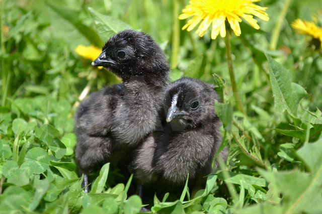 Цыплята Ухейилюй и Лакендази