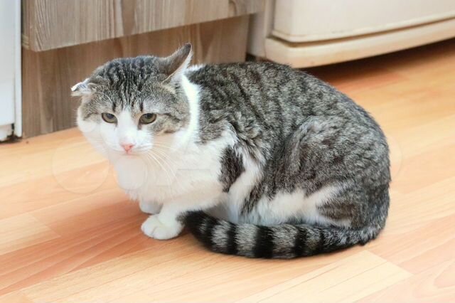 Уютный кот