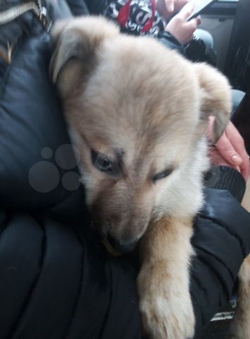 Продам Лайку щенок мальчик 1,5 мес