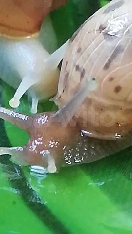 Улитки ахатины