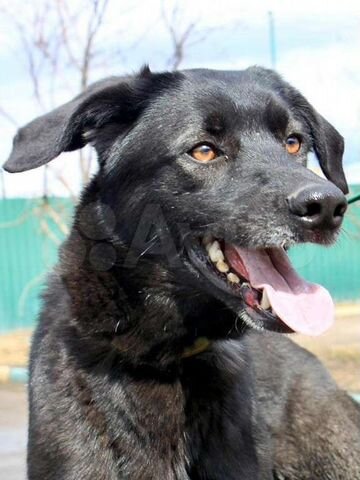 Малышка Габи ищет дом